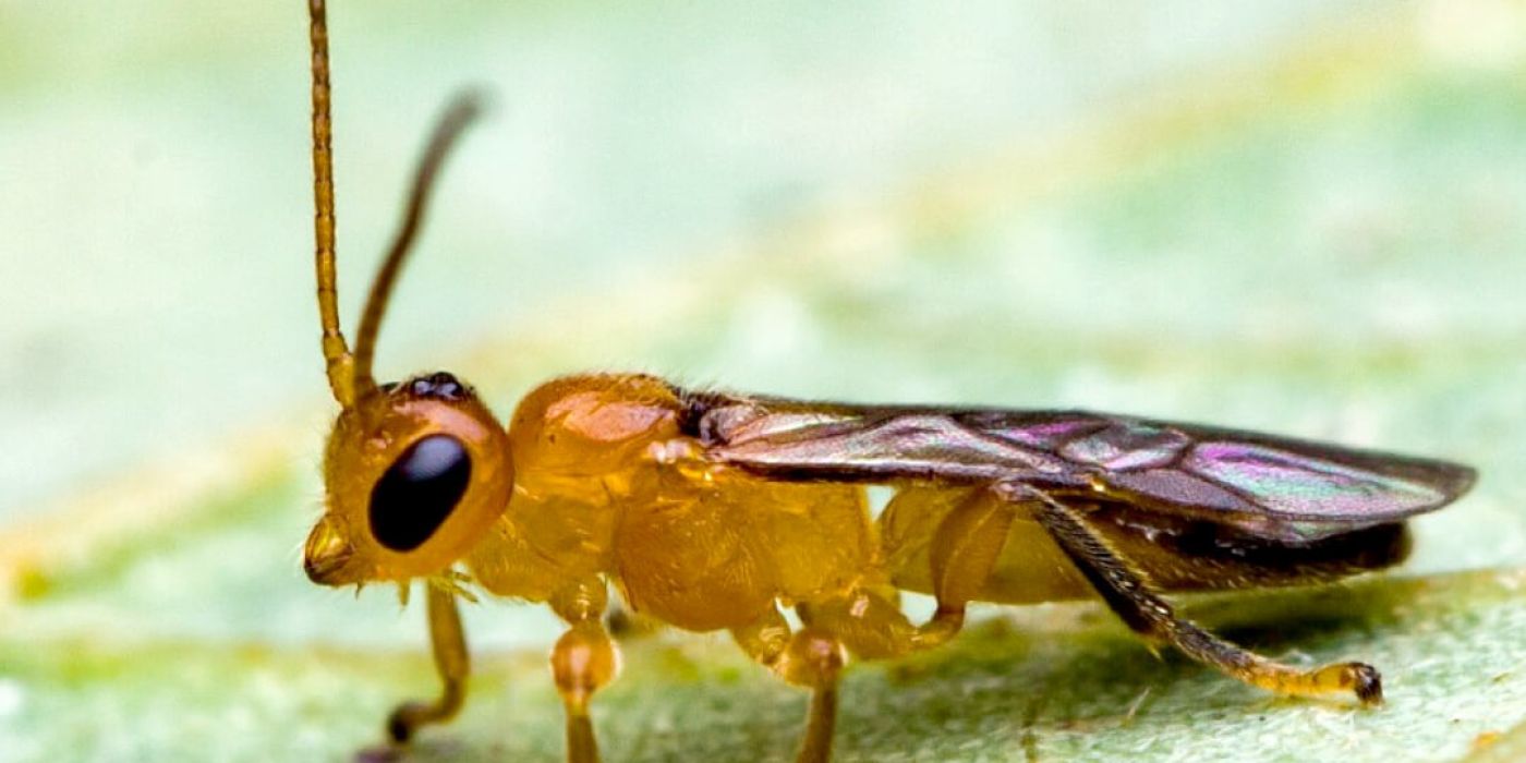 Las antenas en los insectos
