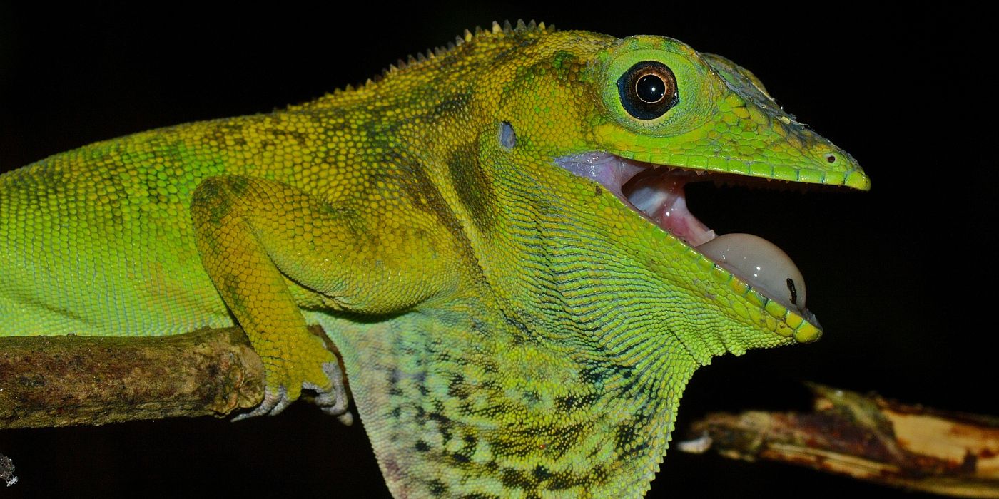 Minicharla de marzo – Lagartos: los reptiles más diversos de la Hispaniola
